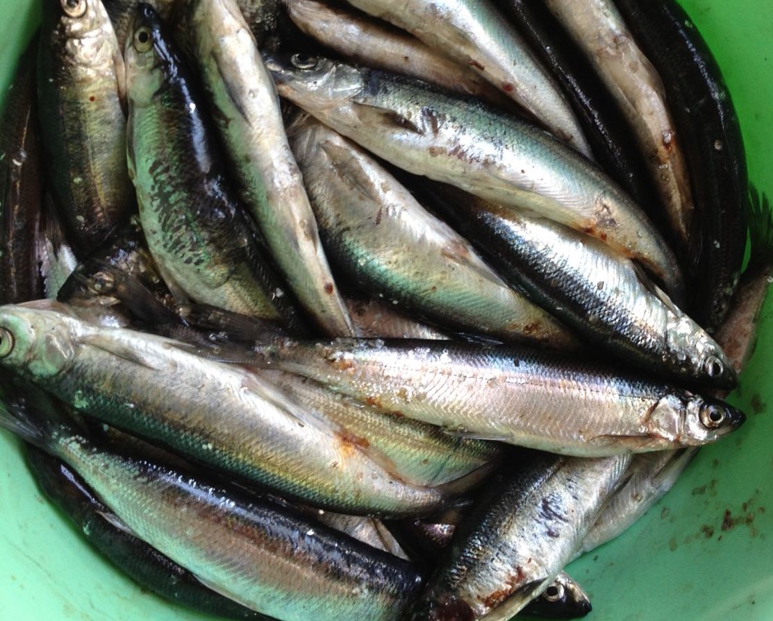 Sano muikku | Maaseutukuriiri